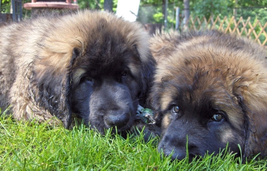 IL LEONBERGER, CANE DI TAGLIA GRANDE: CARATTERISTICHE E QUALITÁ (FOTO)