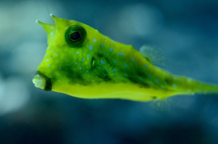 IL PESCE SCATOLA CORNUTO O LACTORIA CORNUTA