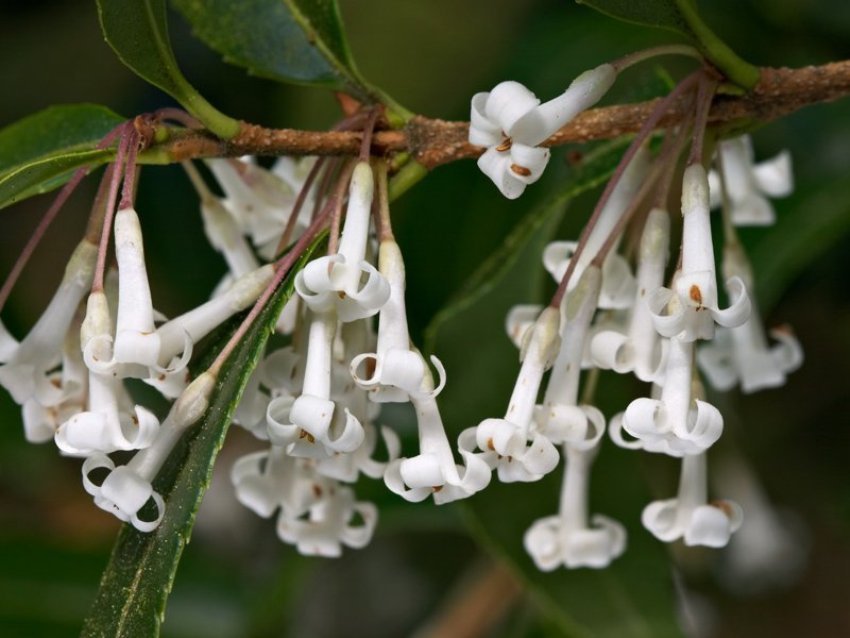 OSMANTO ODOROSO, OSMANTHUS FRAGRANS: CARATTERISTICHE E SCHEDA [FOTO]