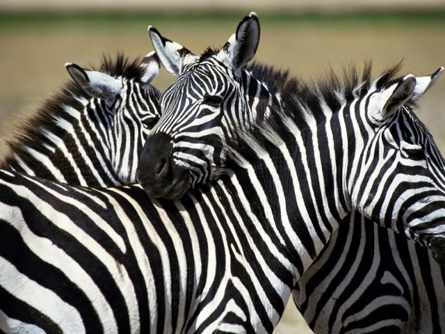 LA ZEBRA... L'IMPORTANZA DELLE STRISCE BIANCONERE