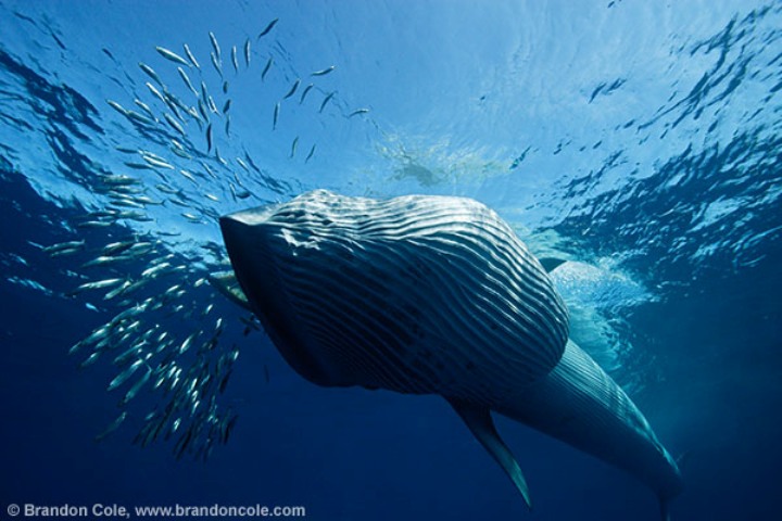 LE BALENE: FOTO, VIDEO, INFO E CURIOSITÀ