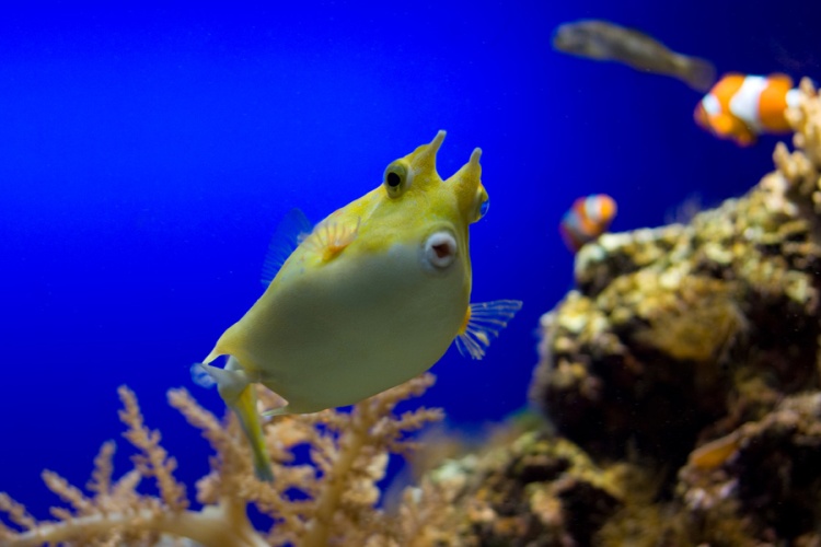 IL PESCE SCATOLA CORNUTO O LACTORIA CORNUTA