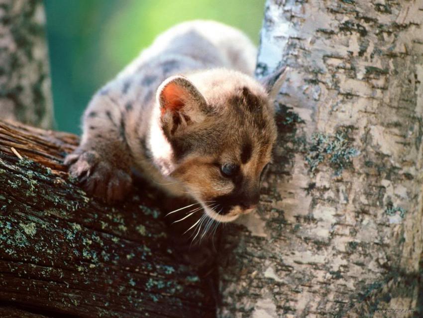 IL PUMA O COGUARO O LEONE DI MONTAGNA [CURIOSITÀ, FOTO E VIDEO]