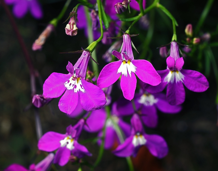 LA LOBELIA, DELICATO FIORE DAI 1000 COLORI
