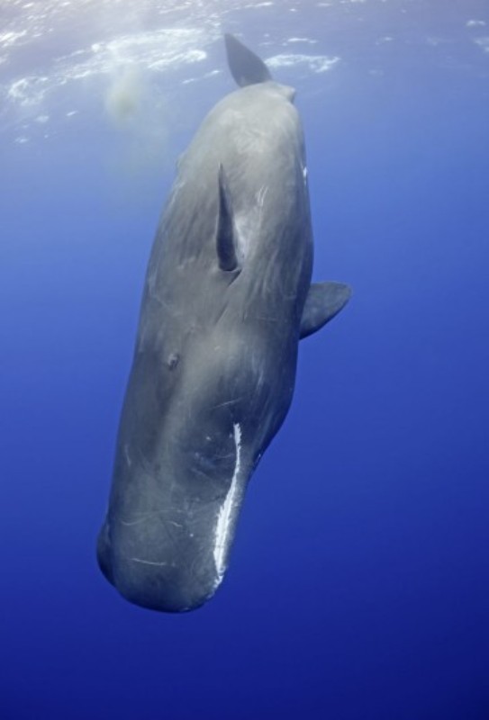 LE BALENE: FOTO, VIDEO, INFO E CURIOSITÀ