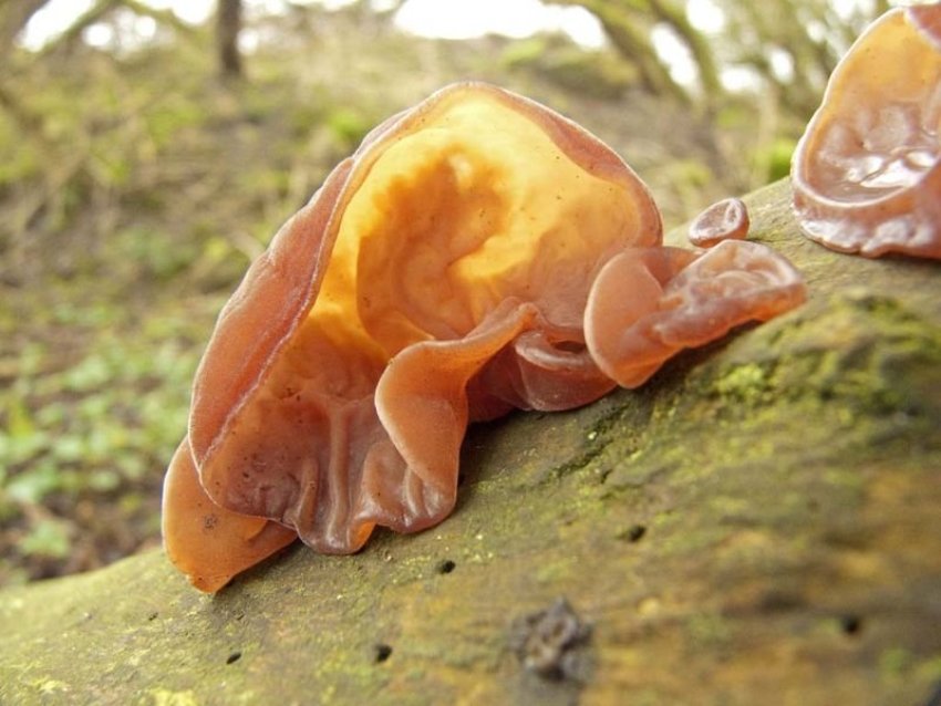 IL FUNGO AURICULARIA-JUDAE, DETTO ORECCHIO DI GIUDA
