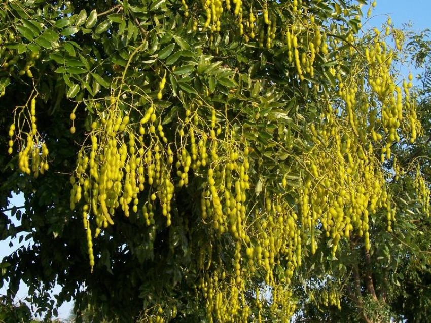 LA SOFORA DEL GIAPPONE O SOPHORA JAPONICA