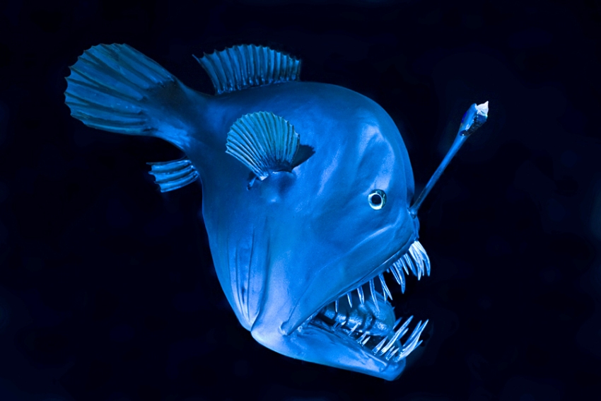 IL MELANOCETO O DIAVOLO NERO, UN PESCE DEGLI ABISSI PROFONDI