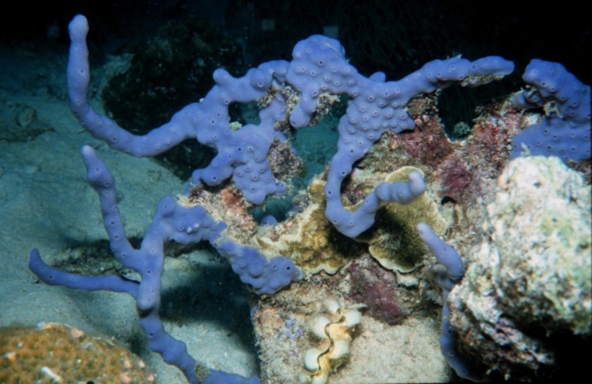 I PORIFERI O SPUGNE DI MARE, FOTO, VIDEO, INFO E CURIOSITÀ