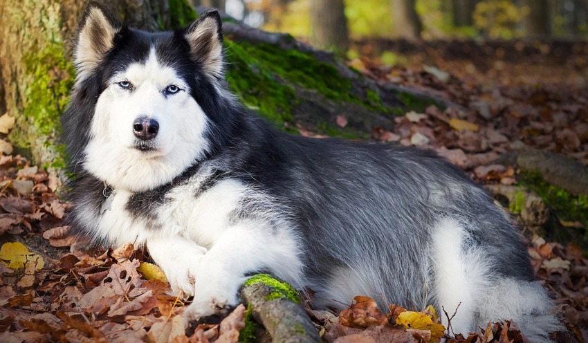 IL CANE HUSKY, CANE DI TAGLIA MEDIA: CARATTERISTICHE E QUALITÁ (FOTO)