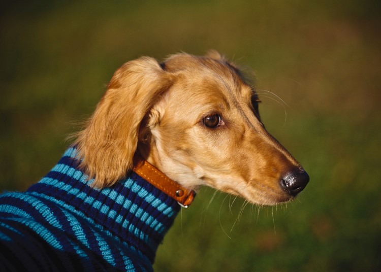 IL LEVRIERO PERSIANO O SALUKI, CANE DI TAGLIA MEDIA: CARATTERISTICHE E ...