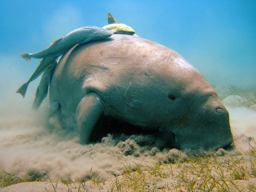 IL DUGONGO UN ANIMALE ACQUATICO A RISCHIO D'ESTINZIONE