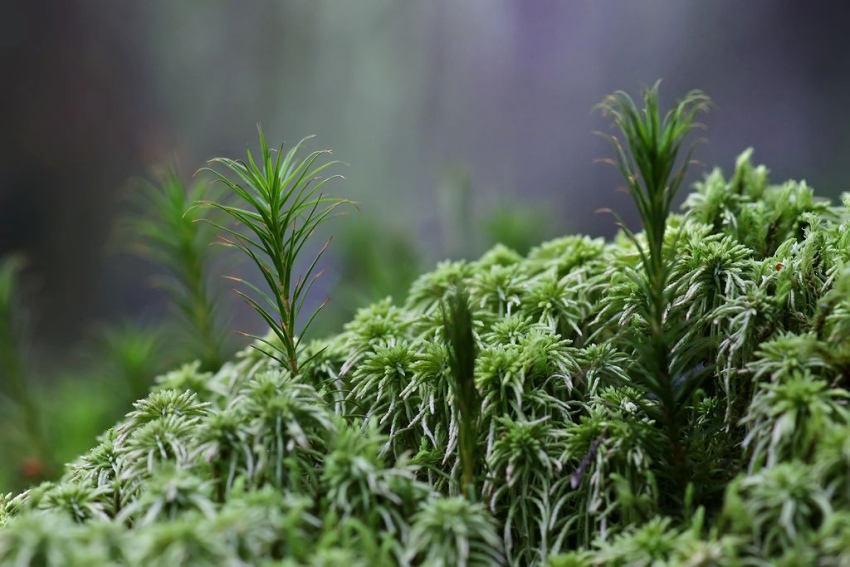 IL MUSCHIO, TUTTE LE SPECIE: RIPRODUZIONE, CURIOSITA' E CARATTERISTICHE ...