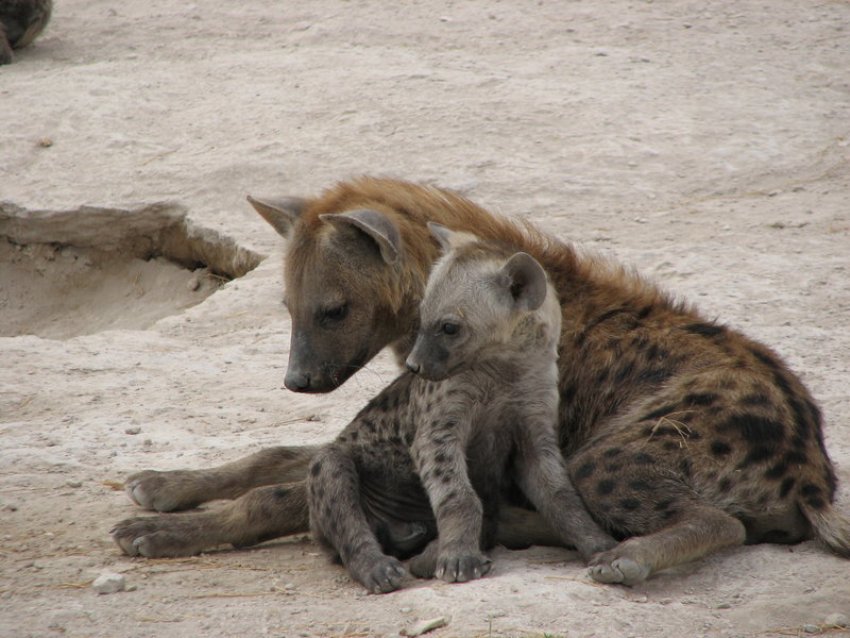 LA IENA, LO SPAZZINO DELLE SAVANE