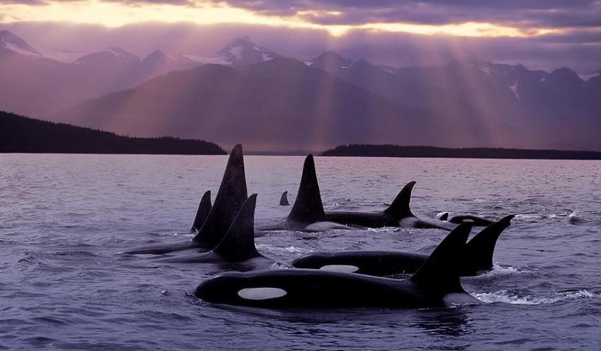 L'ORCA O BALENA ASSASSINA CARATTERISTICHE E CURIOSITÀ (FOTO BELLISSIME)