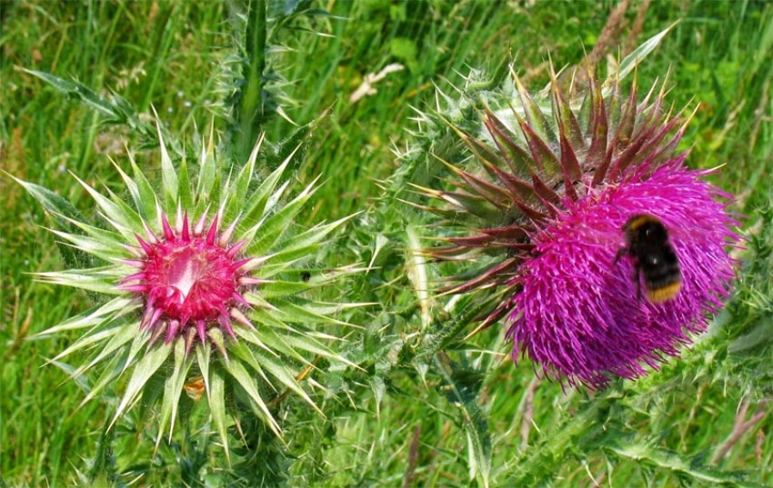 IL CARDO O CARDUUS [CONSIGLI, USI E CURE]