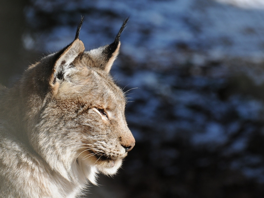 LA LINCE EUROPEA O LINCE EURASIATICA [SCHEDA E FOTO]