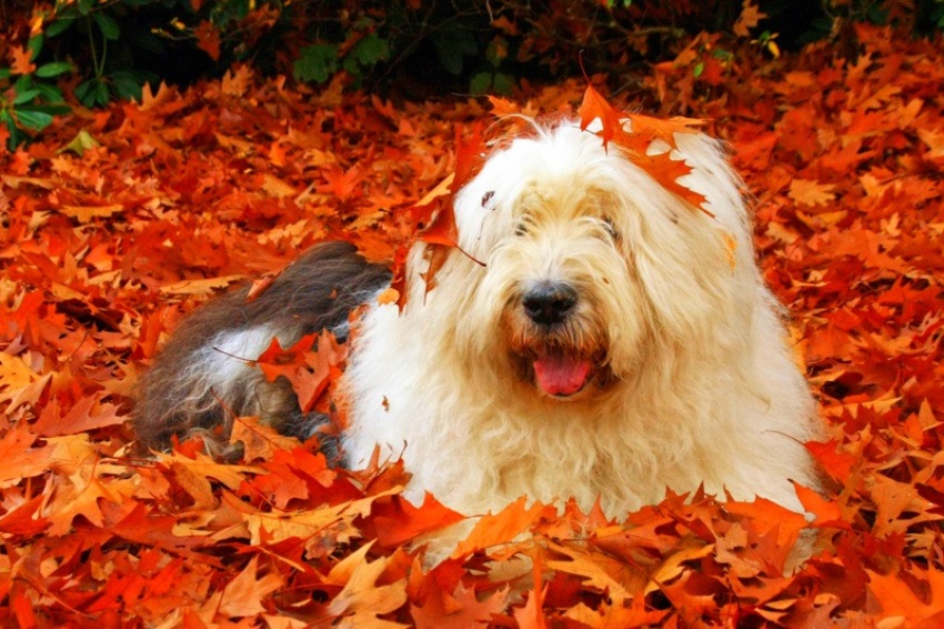 IL BOBTAIL, CANE DI TAGLIA GRANDE: CARATTERISTICHE E QUALITÁ (FOTO)