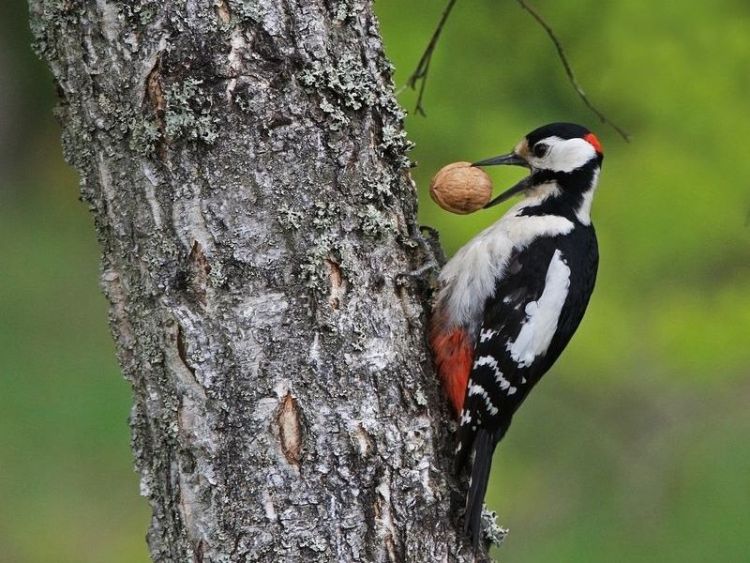 IL PICCHIO [CURIOSITÀ, FOTO E VIDEO]