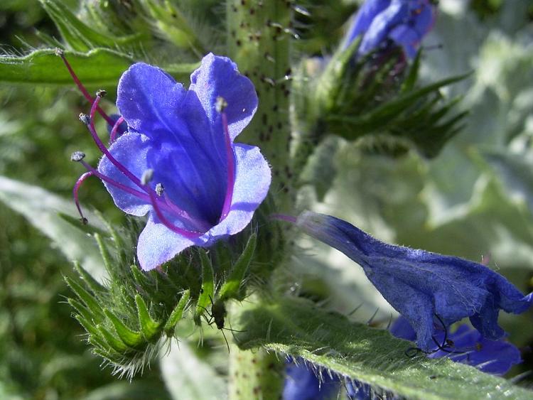 L'ECHIUM VULGARE O VIPERINA AZZURRA - ERBA VIPERINA, PIANTA CURATIVA (FOTO)
