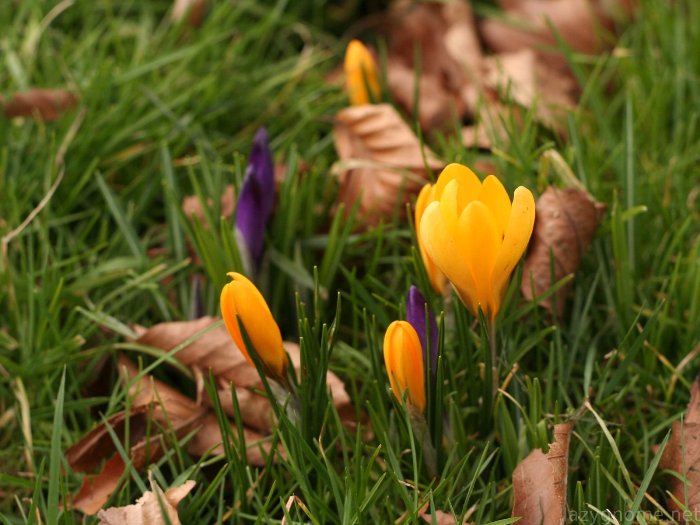 Il Crocus: Il fiore citato nell'Iliade di Omero