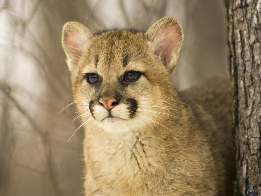 IL PUMA O COGUARO O LEONE DI MONTAGNA [CURIOSITÀ, FOTO E VIDEO]