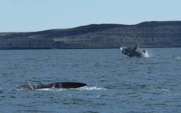 LE BALENE: FOTO, VIDEO, INFO E CURIOSITÀ