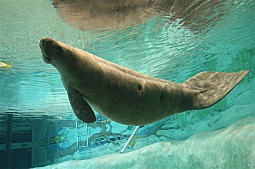 Trichechus: Il lamantino