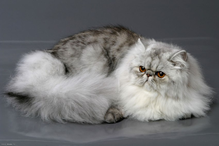 IL GATTO PERSIANO: CARATTERISTICHE E QUALITÀ (FOTO)