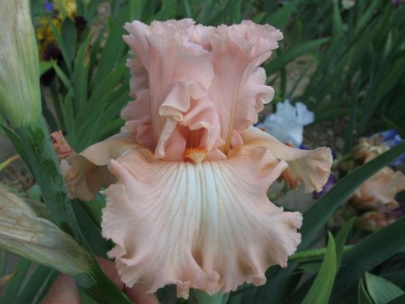 I PARCHI PIU' BELLI D'ITALIA, LE FIORITURE DA VEDERE: DAGLI IRIS DI ...