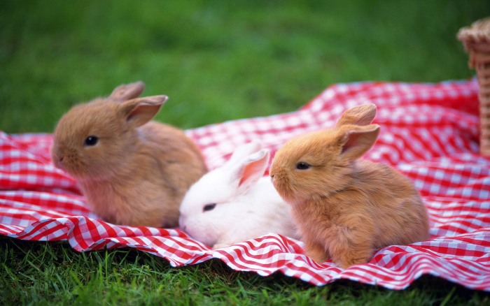 Oryctolagus cuniculus: Il coniglio