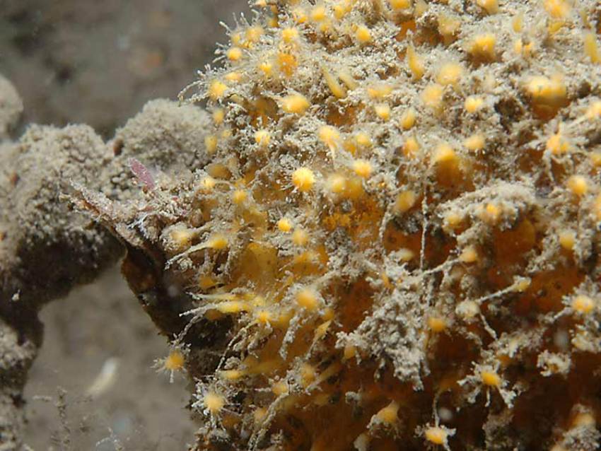 I PORIFERI O SPUGNE DI MARE, FOTO, VIDEO, INFO E CURIOSITÀ