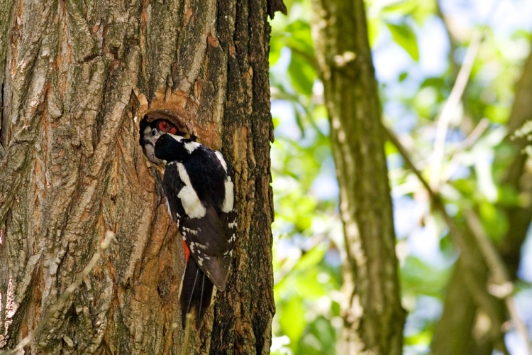 IL PICCHIO [CURIOSITÀ, FOTO E VIDEO]