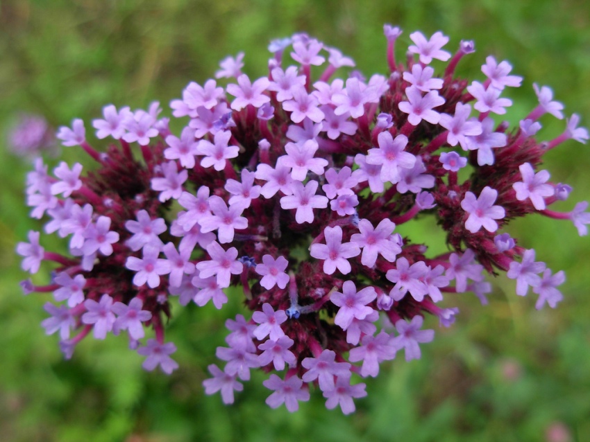 FIORI DA BALCONE: LA VERBENA, LA PIANTA SCACCIA VAMPIRI