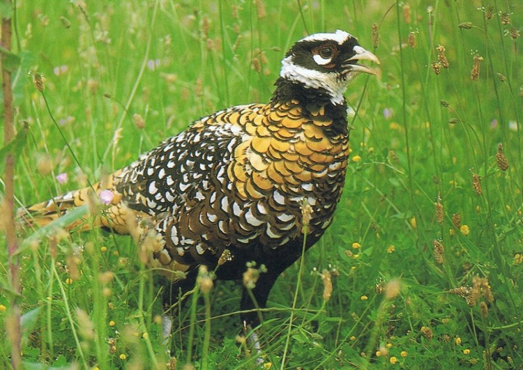 IL FAGIANO DI REEVES O FAGIANO VENERATO