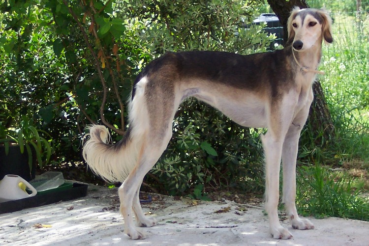 IL LEVRIERO PERSIANO O SALUKI, CANE DI TAGLIA MEDIA: CARATTERISTICHE E ...