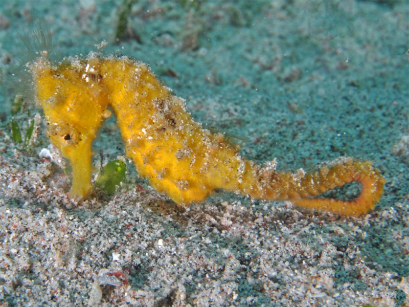 IL CAVALLUCCIO MARINO O HIPPOCAMPUS [TUTTE LE SPECIE, INFO, FOTO E VIDEO]
