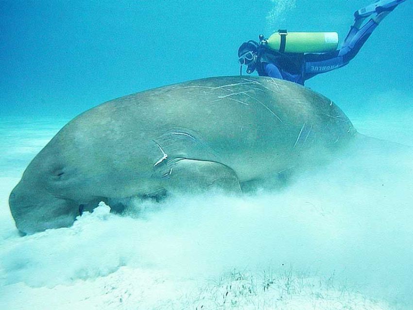 IL DUGONGO UN ANIMALE ACQUATICO A RISCHIO D'ESTINZIONE