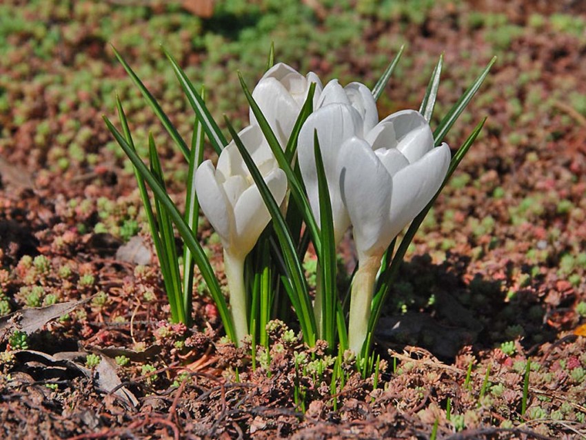 CROCUS, IL FIORE A FORMA DI COPPA