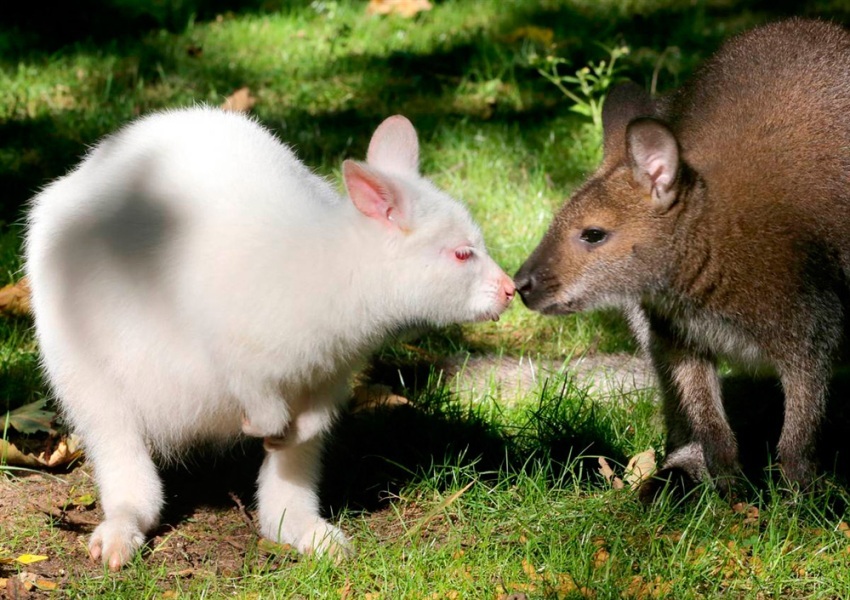 Animali albini, come diventano cosi?