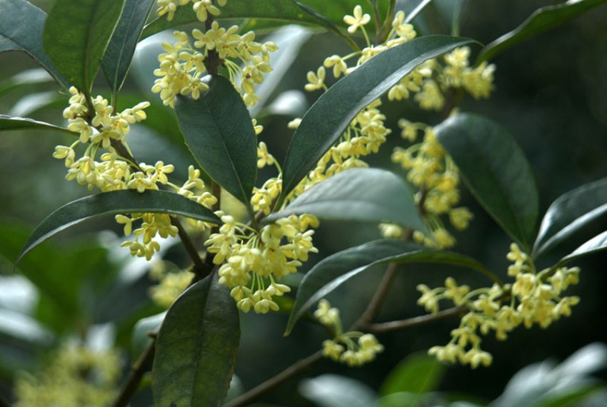 OSMANTO ODOROSO, OSMANTHUS FRAGRANS: CARATTERISTICHE E SCHEDA [FOTO]