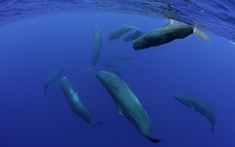 LE BALENE: FOTO, VIDEO, INFO E CURIOSITÀ