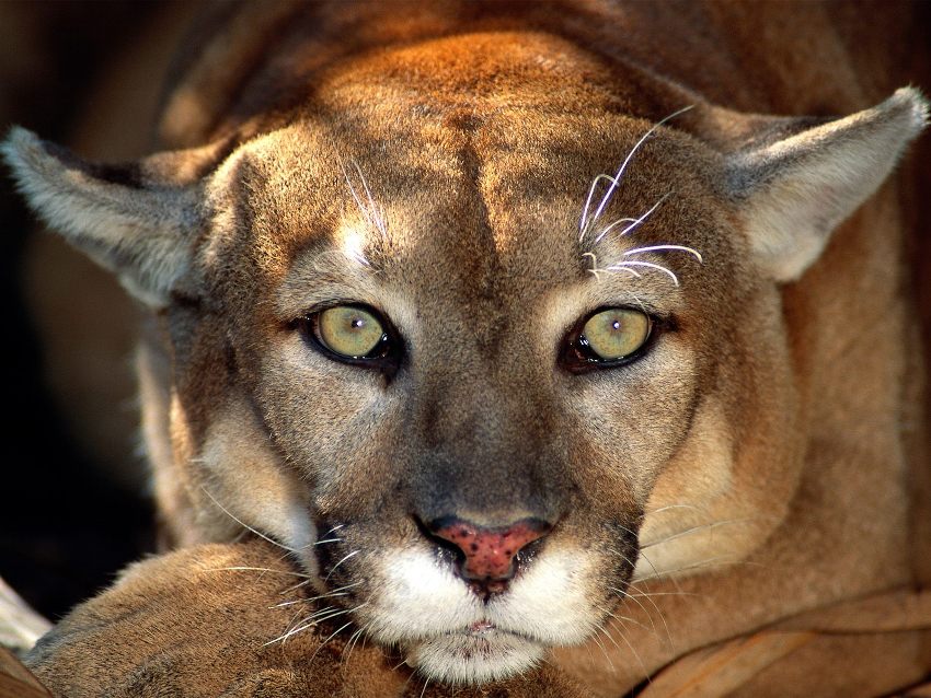 IL PUMA O COGUARO O LEONE DI MONTAGNA [CURIOSITÀ, FOTO E VIDEO]