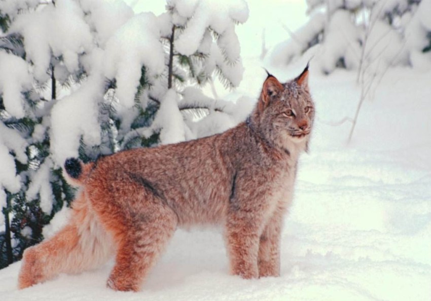 LA LINCE EUROPEA O LINCE EURASIATICA [SCHEDA E FOTO]