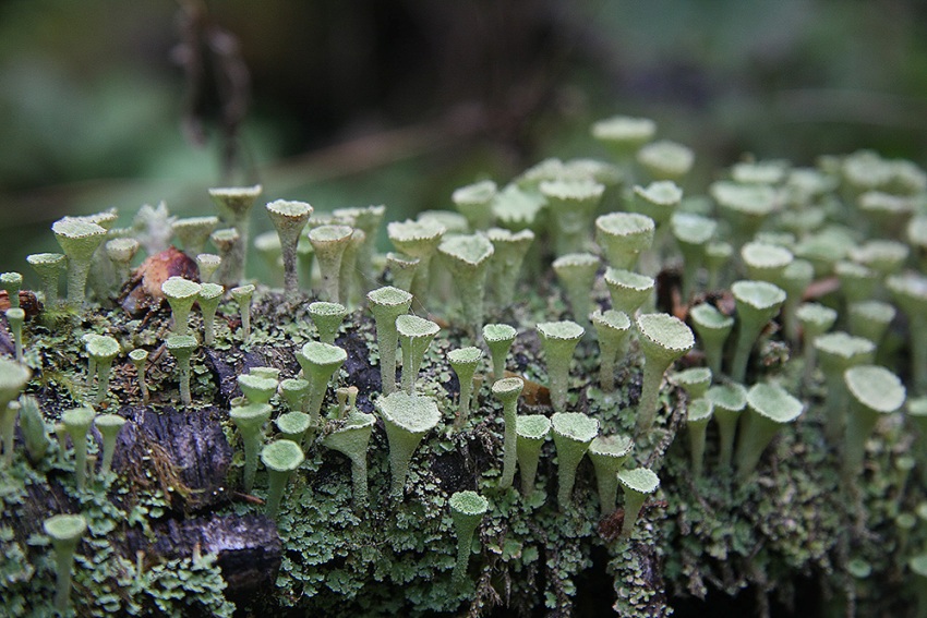 IL MUSCHIO, TUTTE LE SPECIE: RIPRODUZIONE, CURIOSITA' E CARATTERISTICHE ...