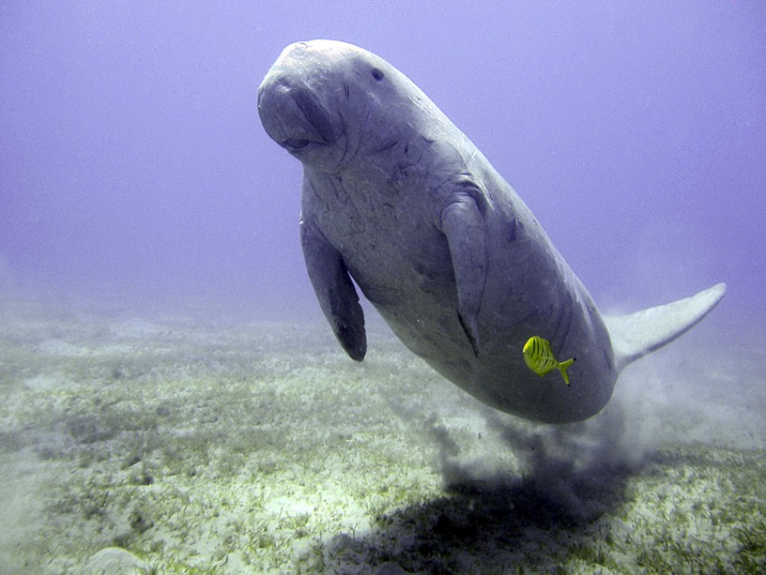 IL DUGONGO UN ANIMALE ACQUATICO A RISCHIO D'ESTINZIONE