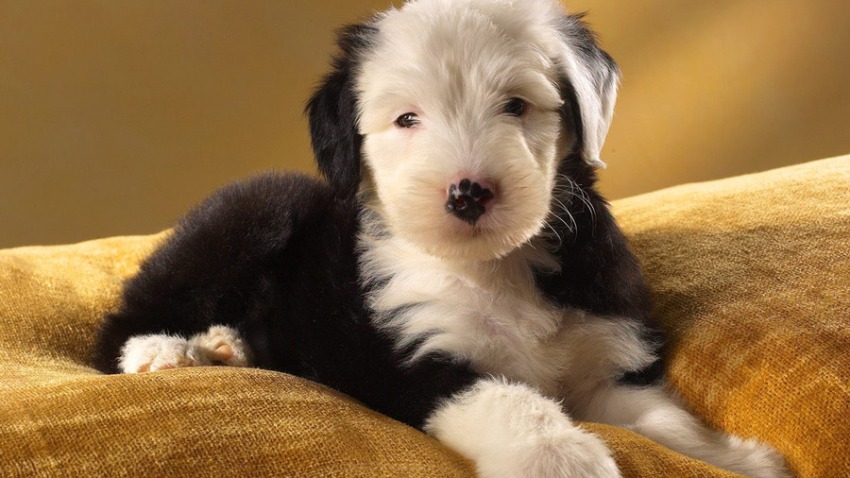 IL BOBTAIL, CANE DI TAGLIA GRANDE: CARATTERISTICHE E QUALITÁ (FOTO)