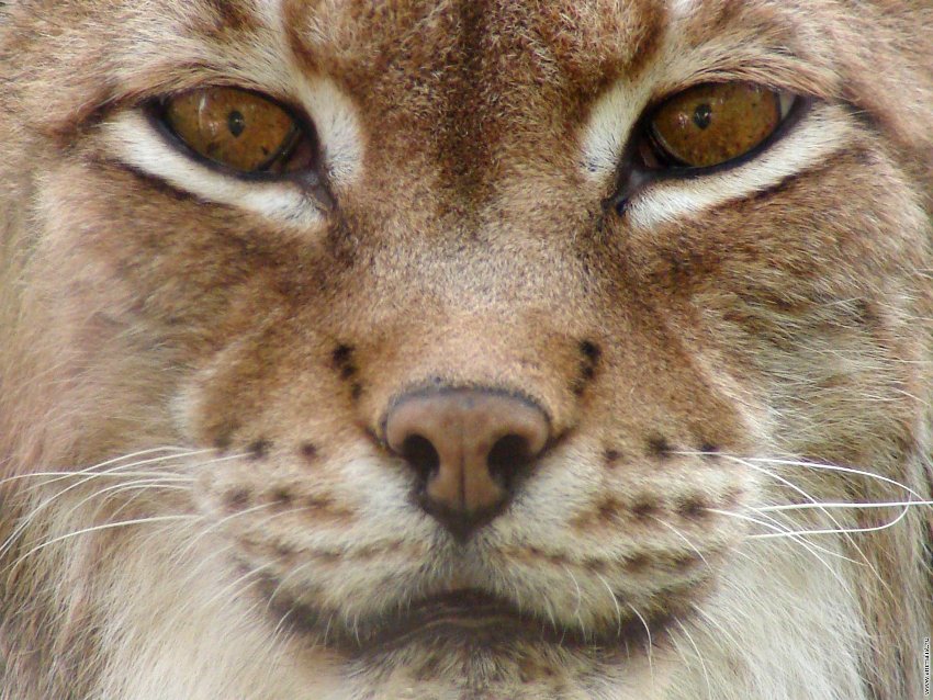 LA LINCE EUROPEA O LINCE EURASIATICA [SCHEDA E FOTO]