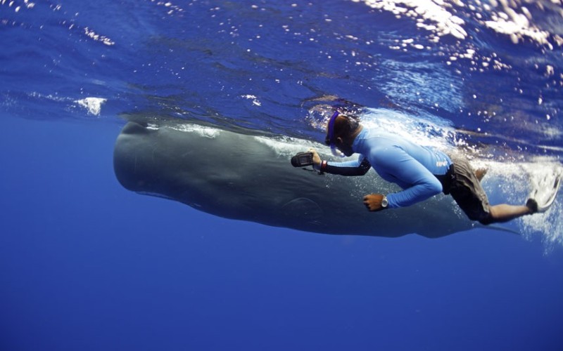 LE BALENE: FOTO, VIDEO, INFO E CURIOSITÀ