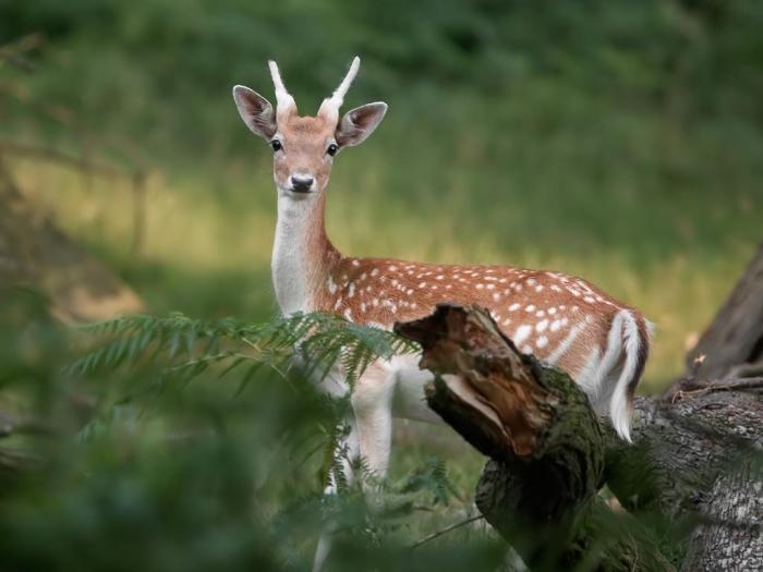 Capreolus capreolus: Il capriolo